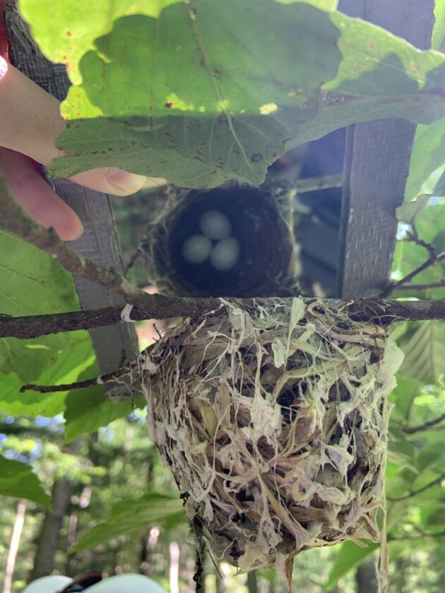 Nature has many surprises | News, Sports, Jobs - Observer Today